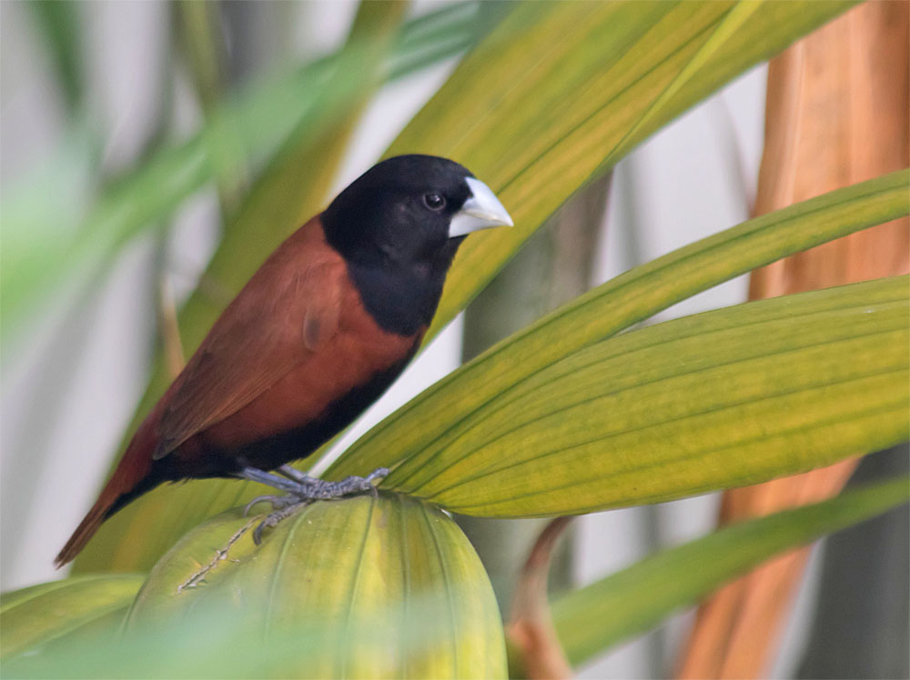 Natural Mindanao – A Walk with Wildlife