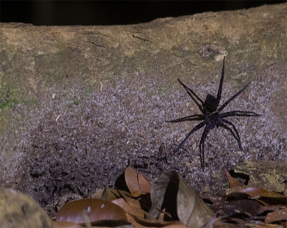 Sarawak: Jungle Nights – A Walk with Wildlife