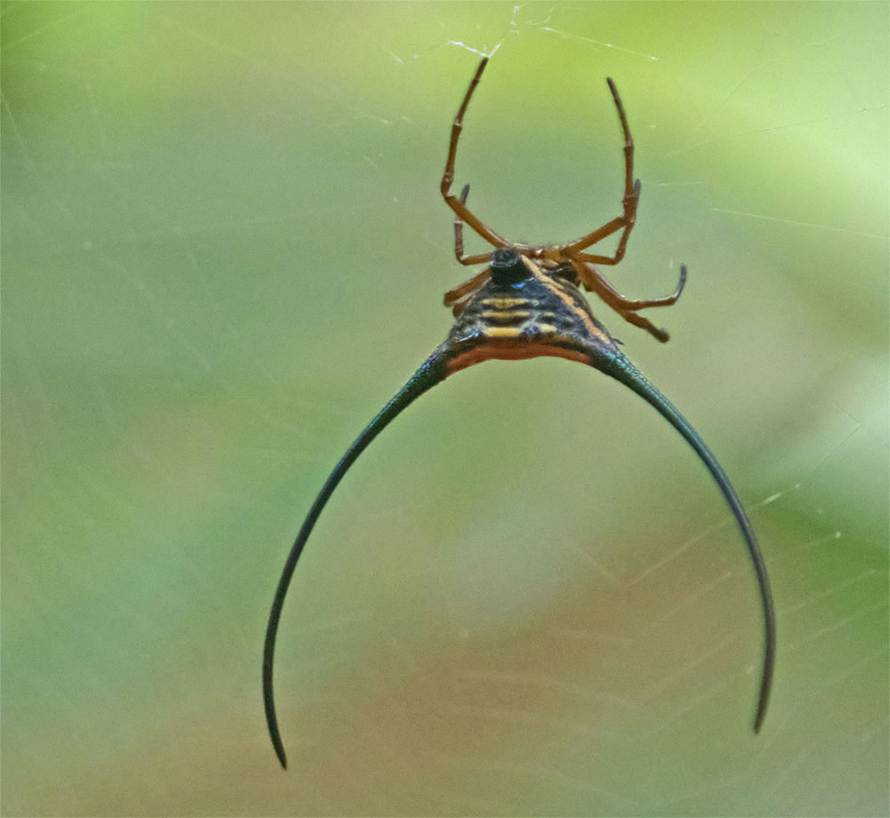 Sarawak: Journey to Semenggoh – A Walk with Wildlife