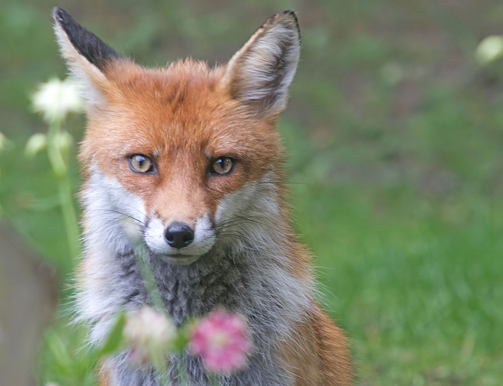 The Fox in the Shadows – A Walk with Wildlife