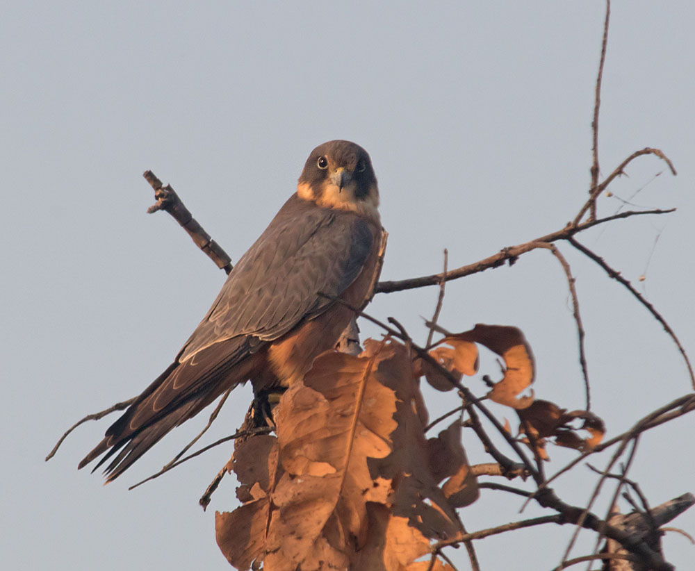 Hawk – A Walk with Wildlife