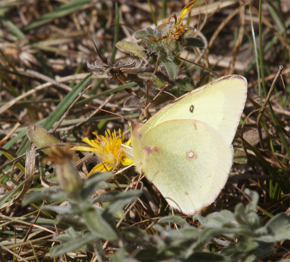 Skylines – A Walk with Wildlife