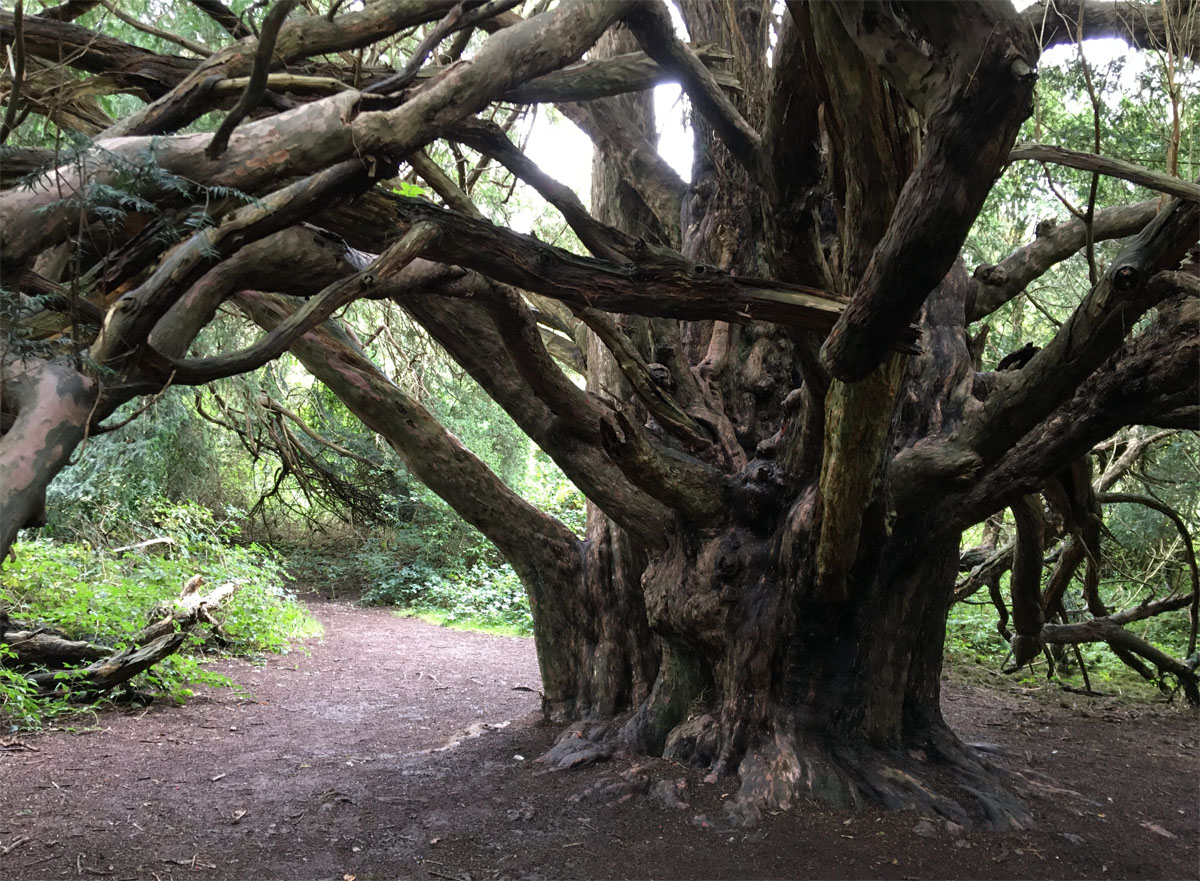 The Elders – A Walk with Wildlife