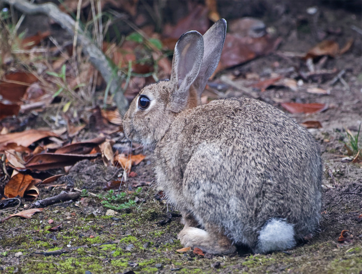 Lagomorpha – A Walk with Wildlife