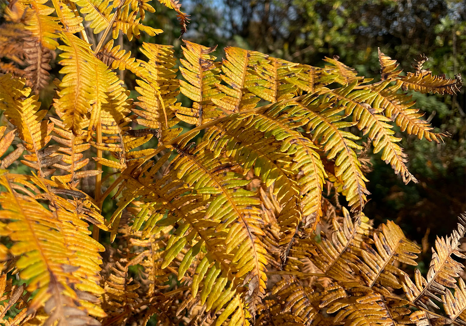 Peddars Way: Timekeepers – A Walk with Wildlife