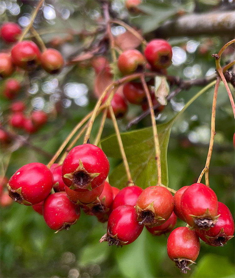 Surprise Dessert – A Walk with Wildlife