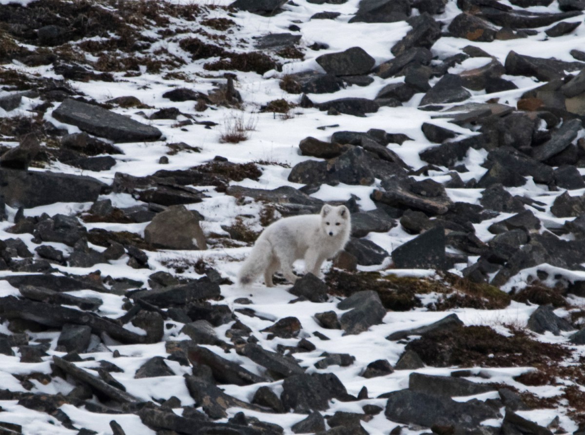 Svalbard: The Fox of Our Past – A Walk with Wildlife