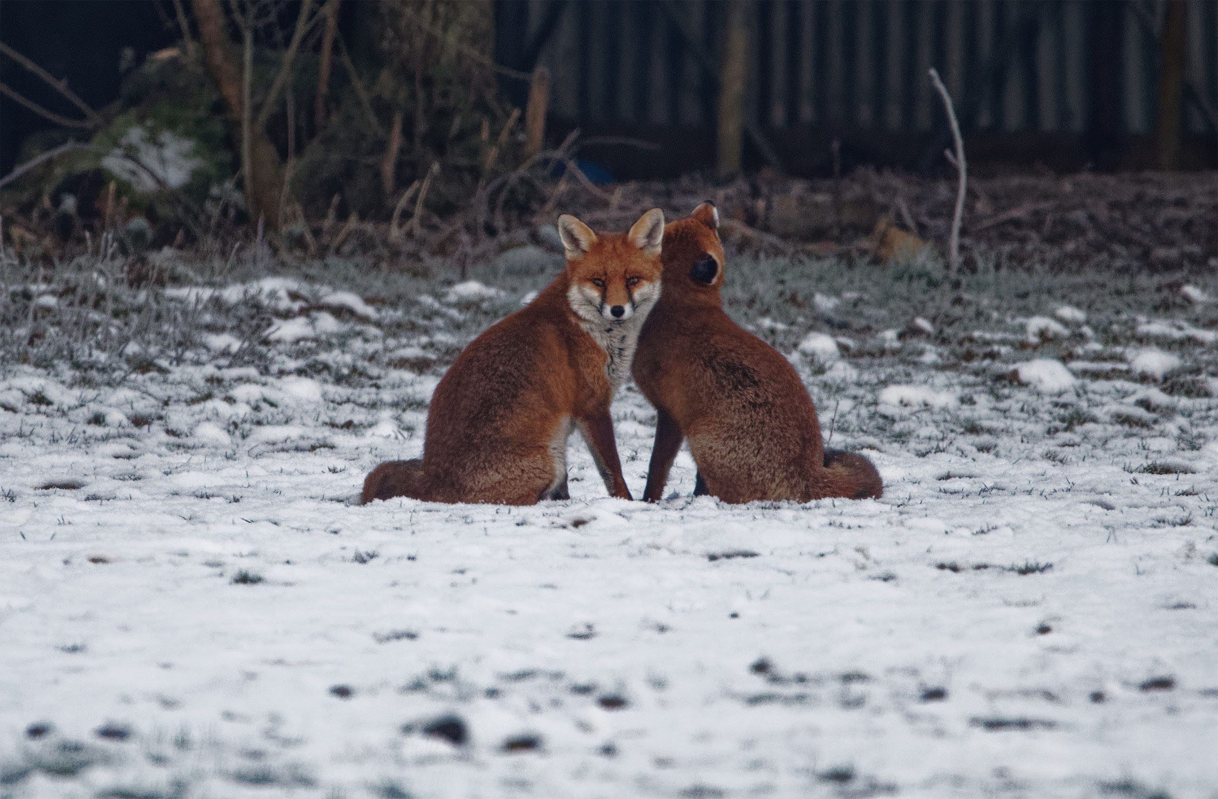 A Walk with Wildlife – Adventures in the wilds of England by Adele Brand