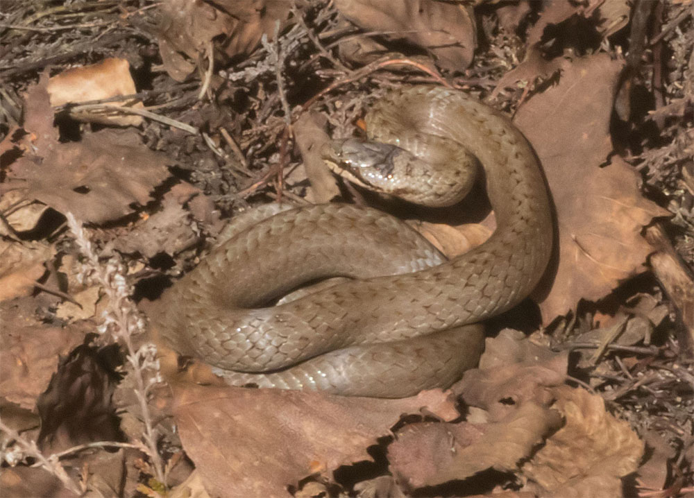 Nature in the Scales – A Walk with Wildlife